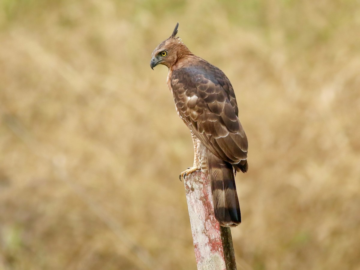 Wallace's Hawk-Eagle - Nisaetus nanus - Birds of the World