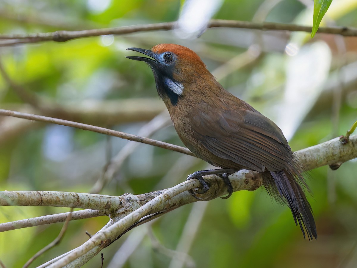 Fluffy-backed Tit-Babbler - Macronus ptilosus - Birds of the World