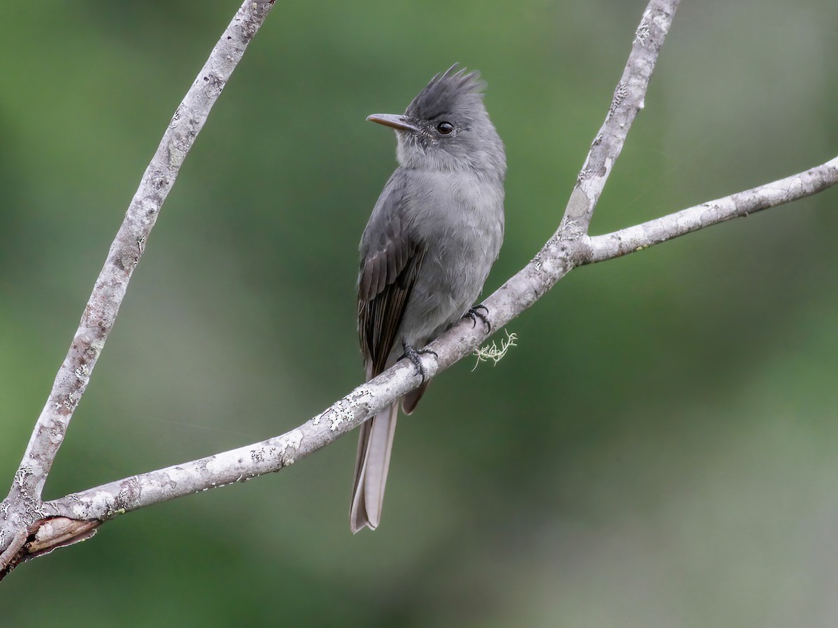 Smoke-colored Pewee - Contopus fumigatus - Birds of the World