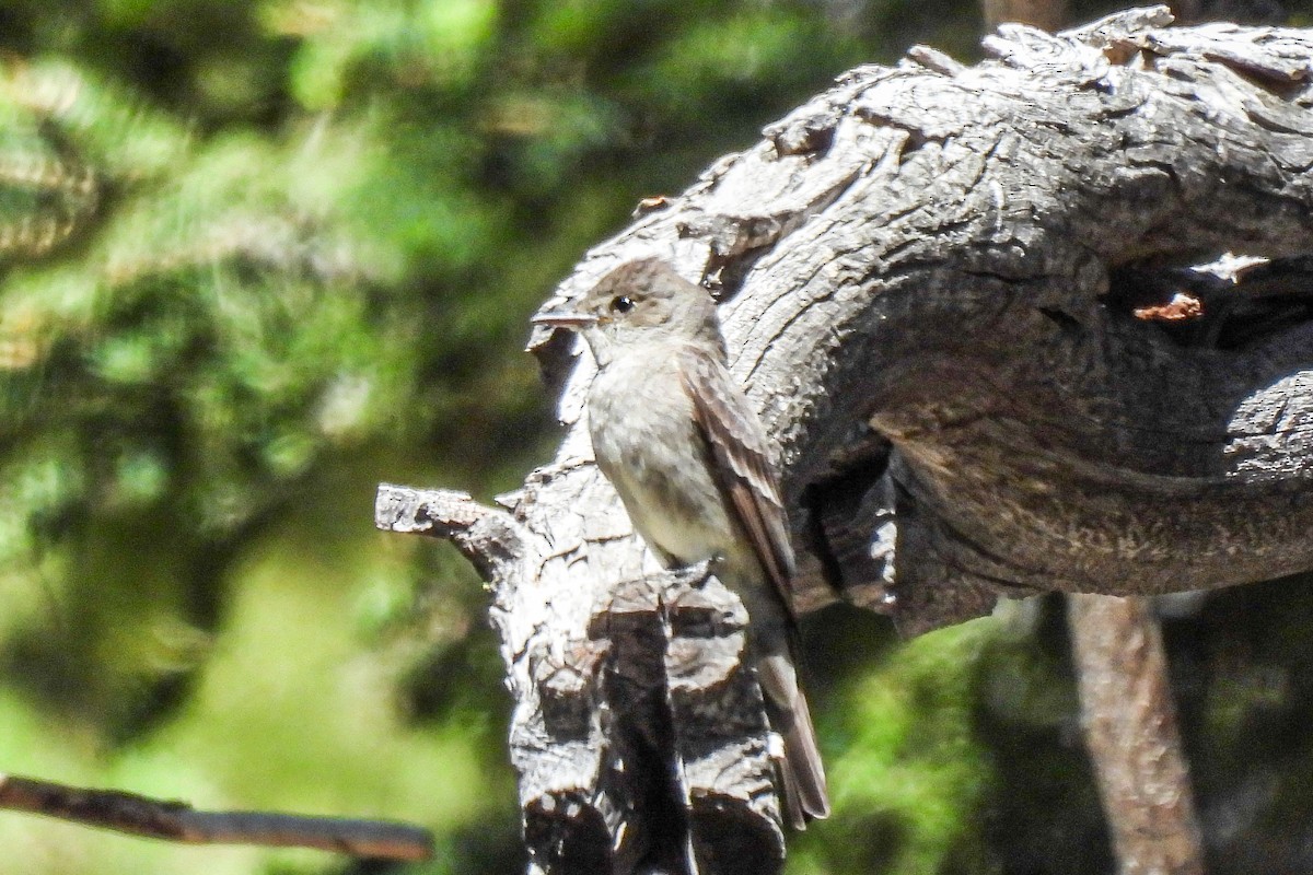 eBird Checklist - 7 Jul 2023 - Los Padres NF--Mt. Pinos Summit Trail ...