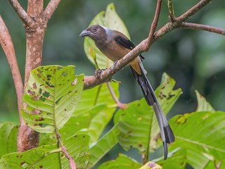 Sumatran Treepie - Dendrocitta occipitalis - Birds of the World