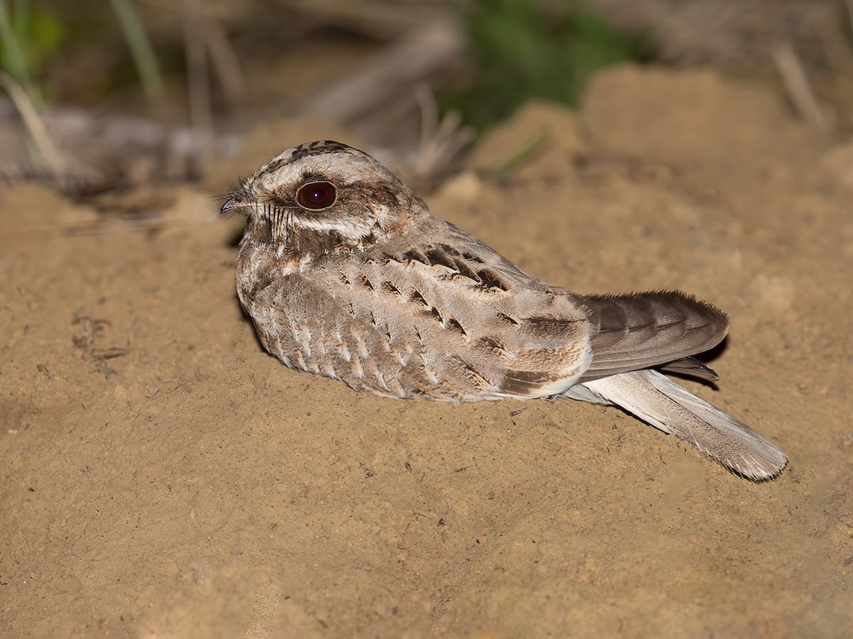 White-winged Nightjar - Eleothreptus candicans - Birds of the World