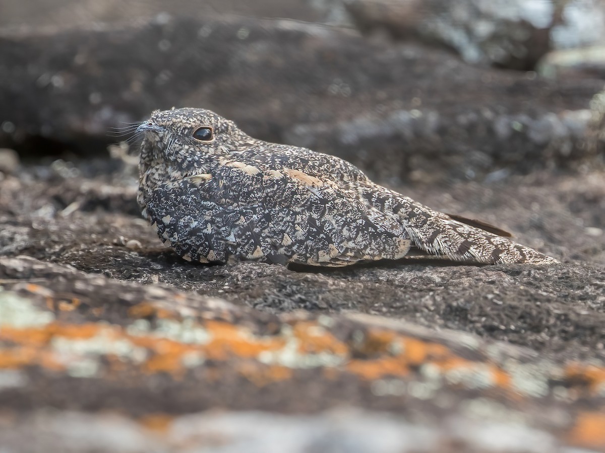Pygmy Nightjar - Nyctipolus hirundinaceus - Birds of the World