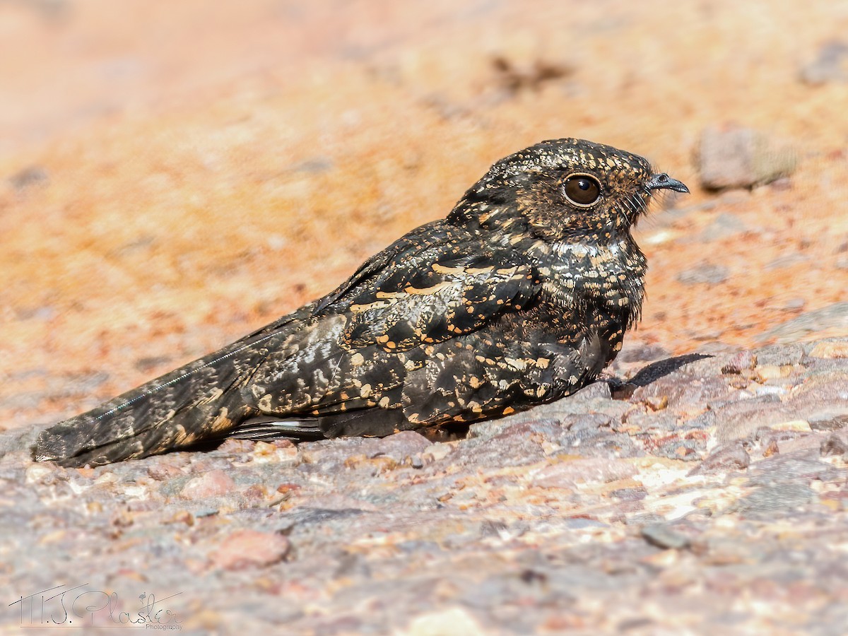 Blackish Nightjar - Nyctipolus nigrescens - Birds of the World