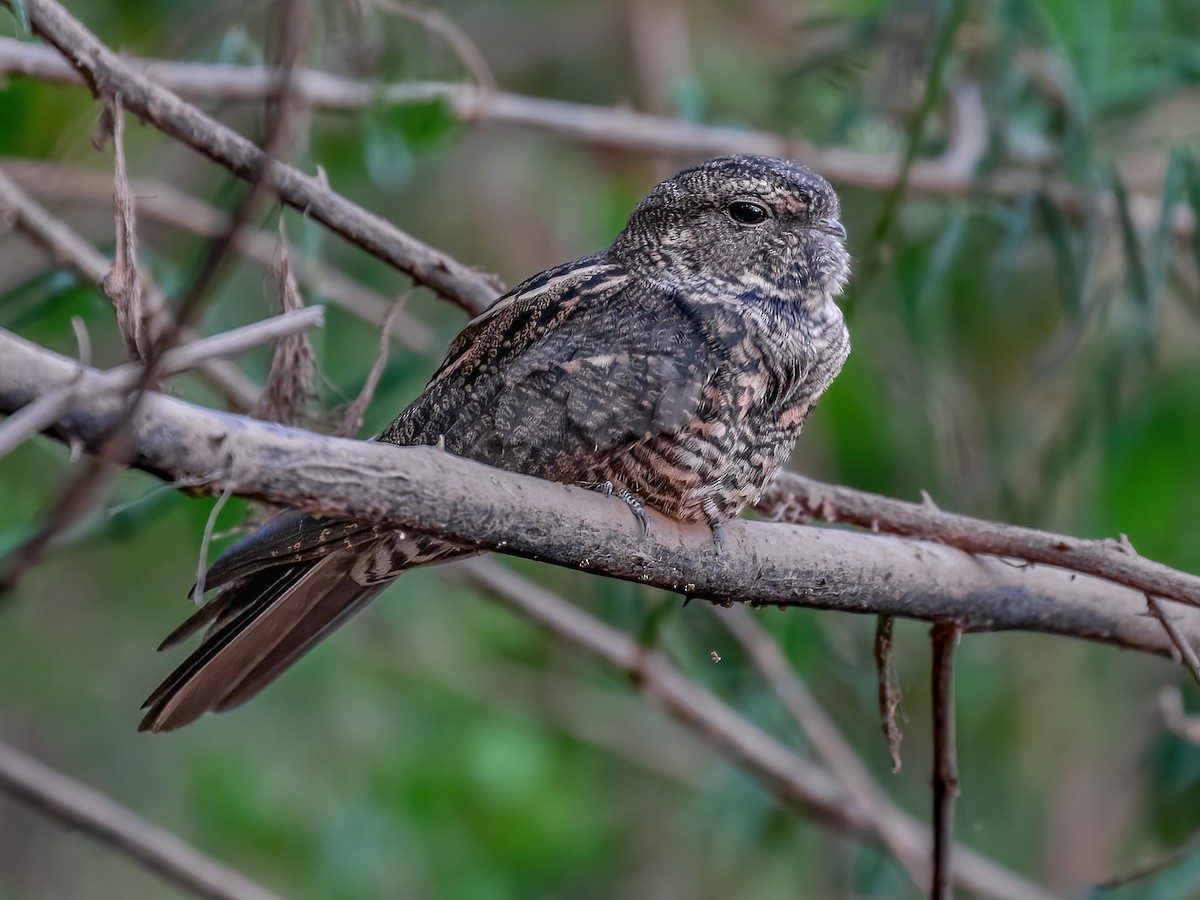 Bahian Nighthawk - Nyctiprogne vielliardi - Birds of the World