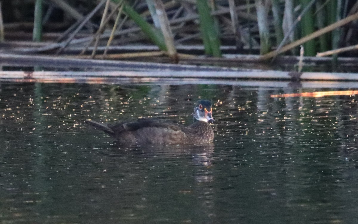 eBird Checklist - 7 Jul 2023 - Murrieta Hot Springs, Pond Park - 26 species