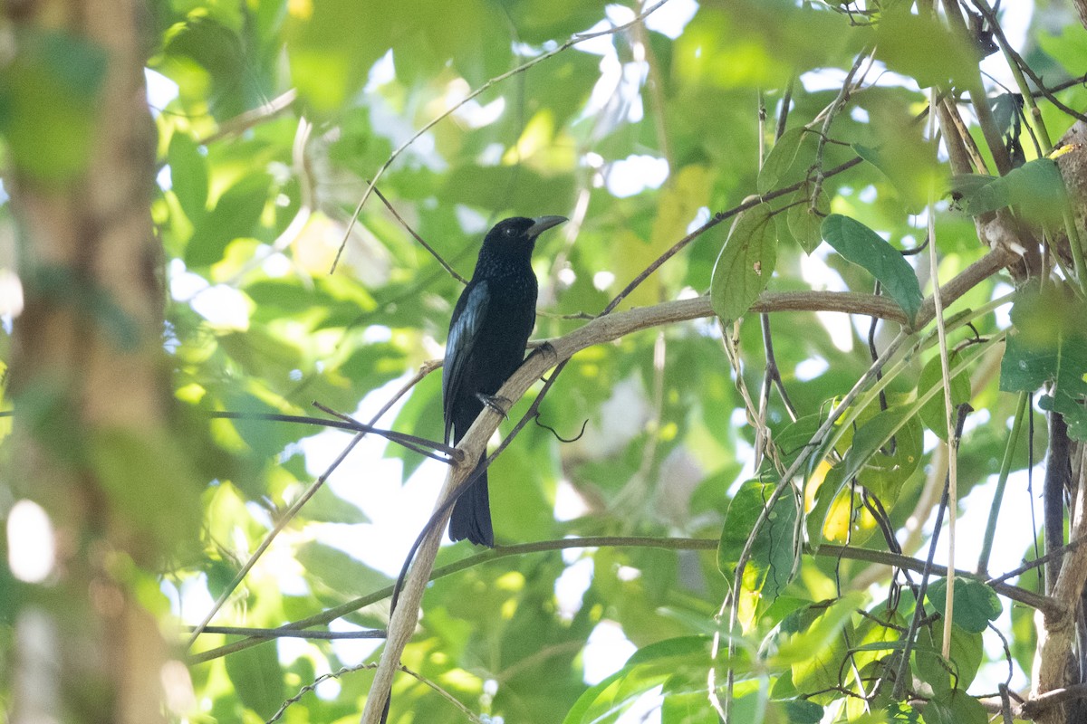 Spangled Drongo (Makira) - eBird