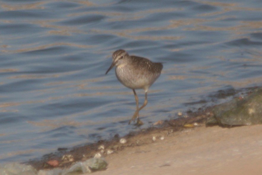 eBird Checklist - 12 Apr 2016 - Ras Shukeir Sewage Works - 17 species