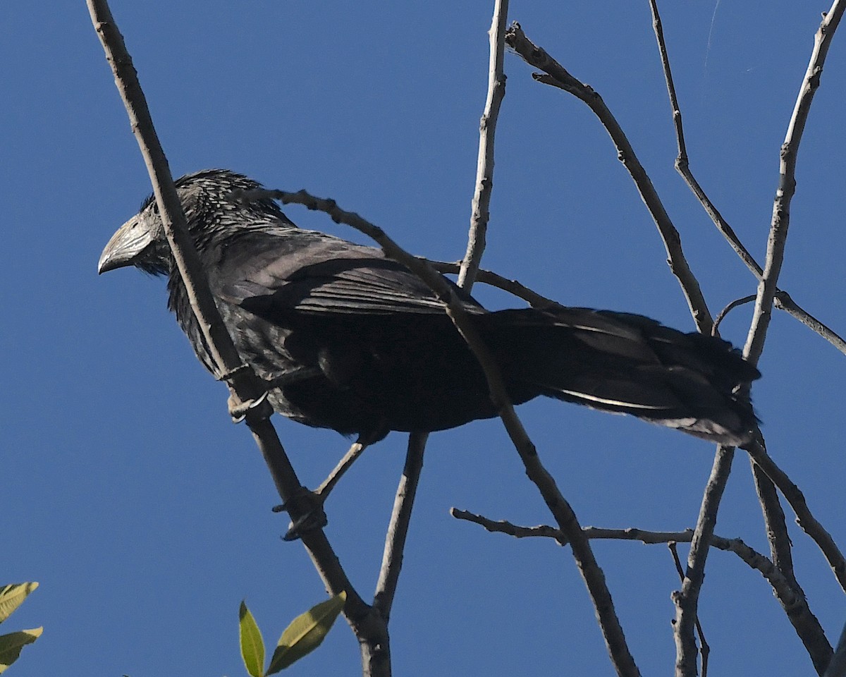 eBird Checklist - 8 Jul 2023 - Sycamore Canyon (Pajarito Mountains ...