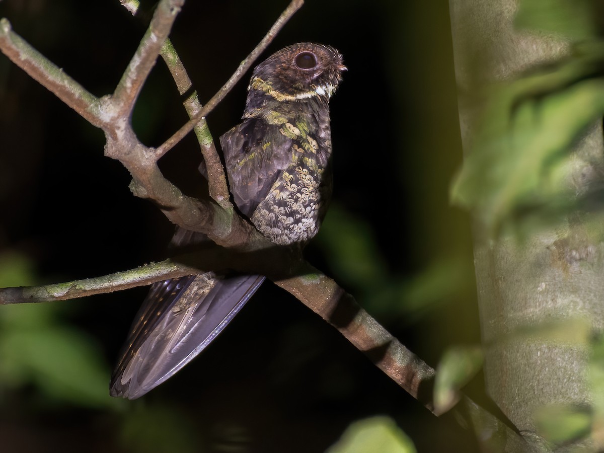 Malaysian Eared-Nightjar - Lyncornis temminckii - Birds of the World