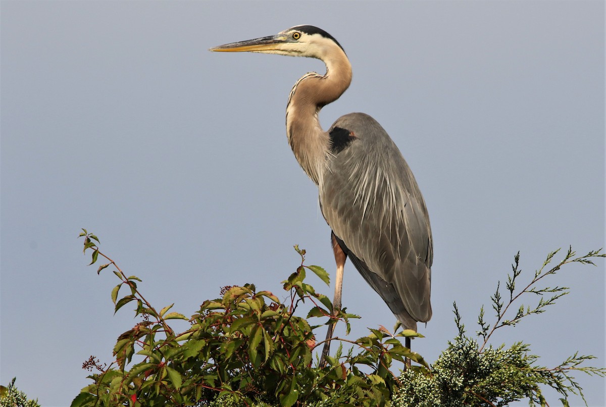 eBird Checklist - 8 Jul 2023 - Beverly-Triton Beach - 38 species (+1 ...