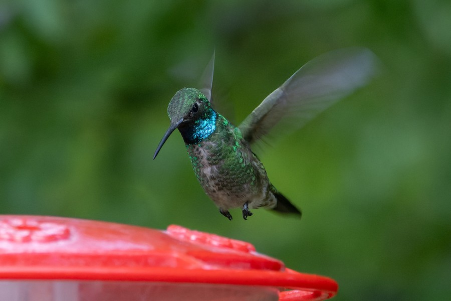Black-chinned x Broad-billed Hummingbird (hybrid) - eBird