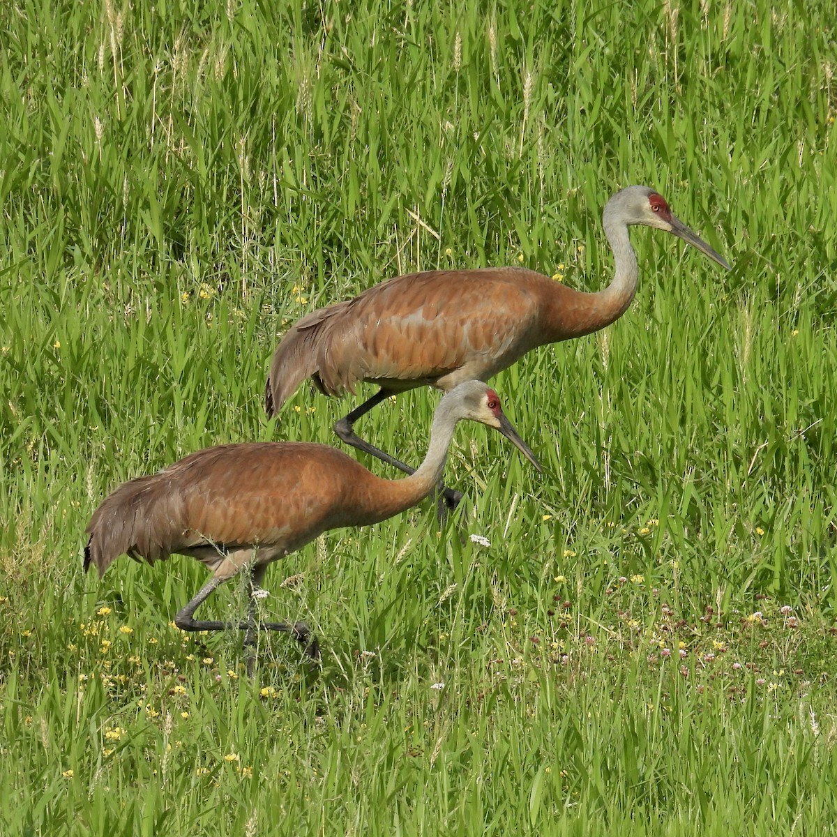 eBird Checklist - 7 Jul 2023 - Tamarack Nature Center - 52 species