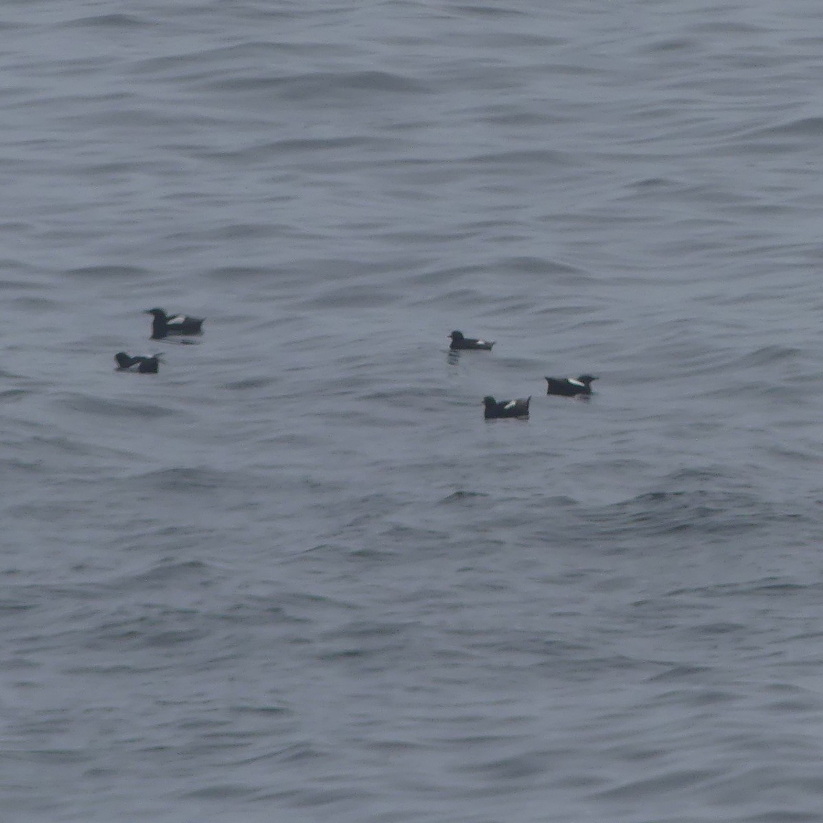 eBird Checklist - 8 Jul 2023 - Isles of Shoals--Appledore Island - 13 ...