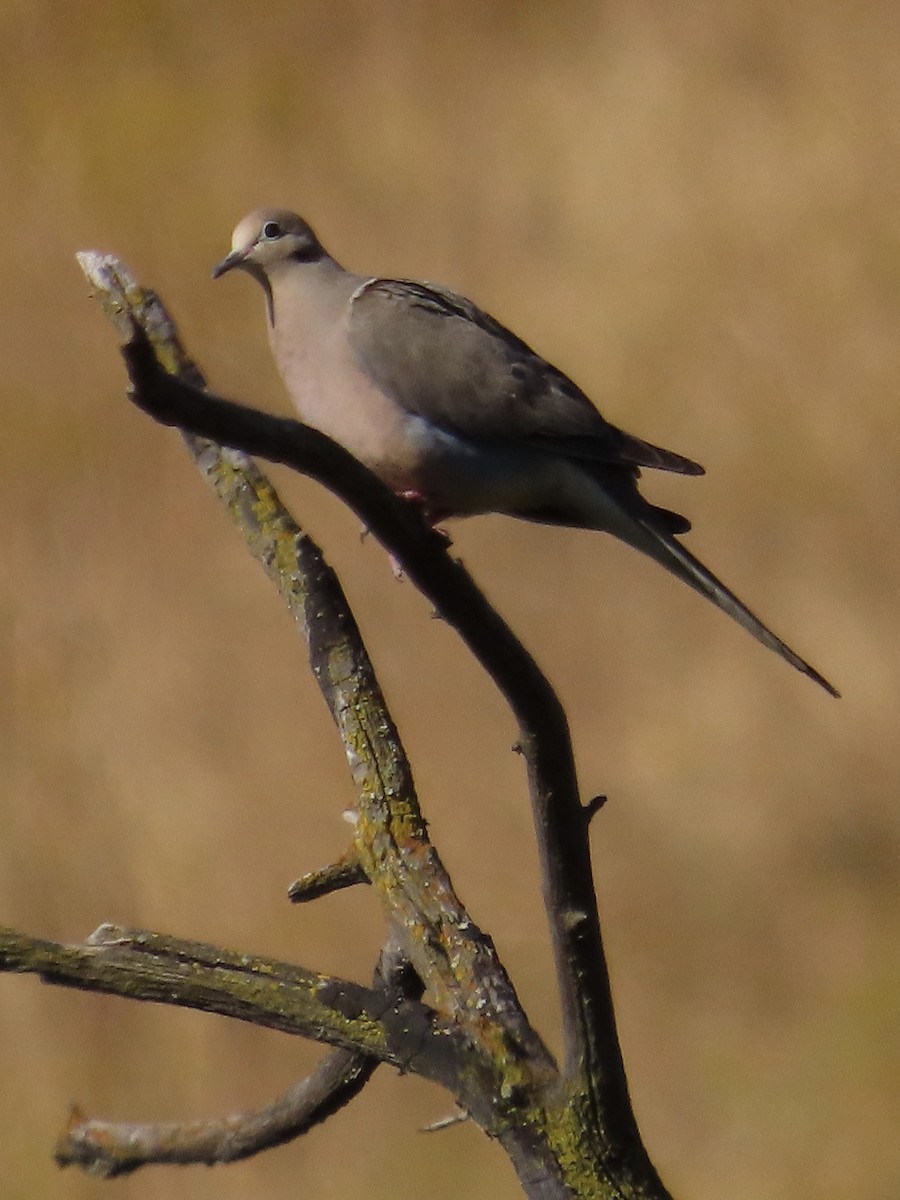 eBird Checklist - 8 Jul 2023 - Sycamore Canyon Road - 29 species (+1 ...