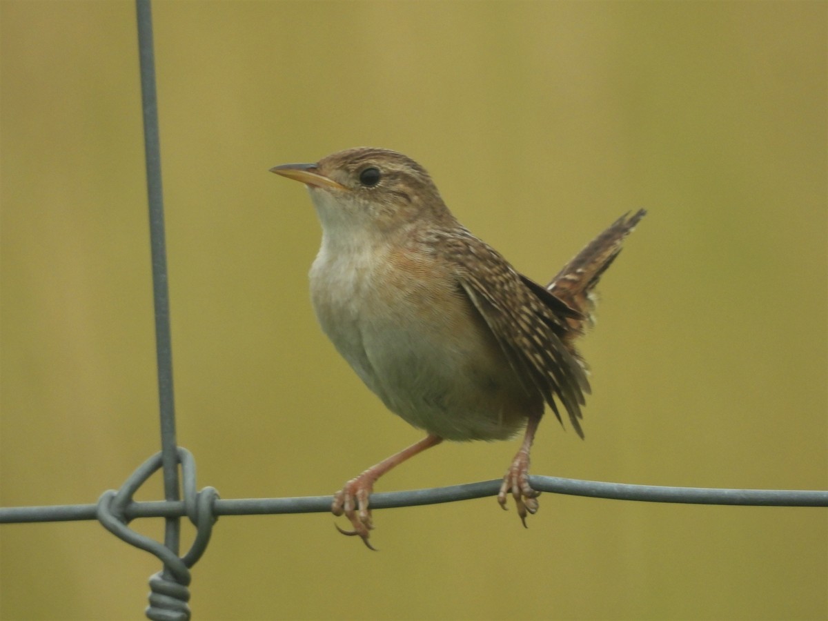 eBird Checklist - 8 Jul 2023 - Sedge Wren stakeout - 25 species