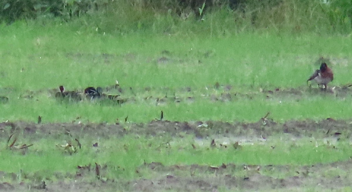 eBird Checklist - 8 Jul 2023 - Flooded Field Bird Sanctuary on Oil Well Rd - 11 species