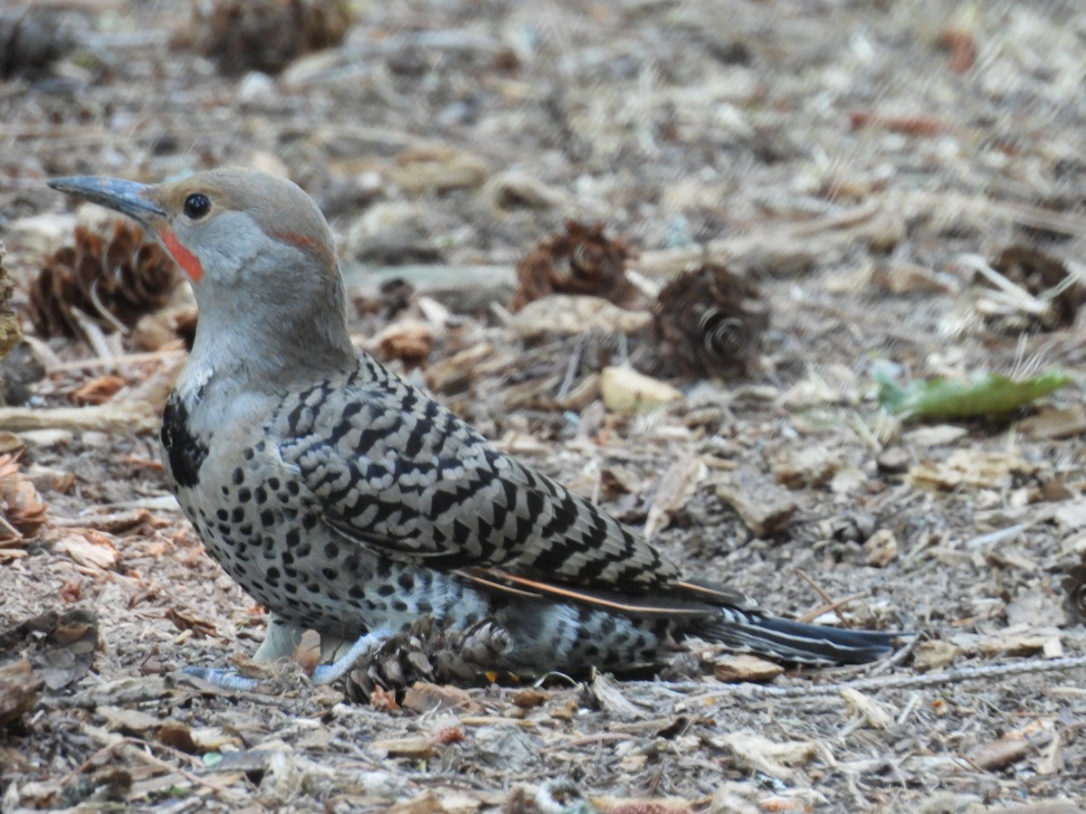 eBird Checklist - 8 Jul 2023 - Sandpoint Botanical Gardens - 11 species