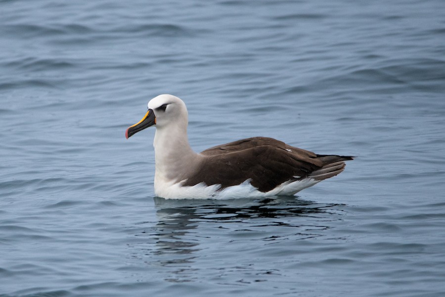 Yellow-nosed Albatross (Atlantic) - eBird