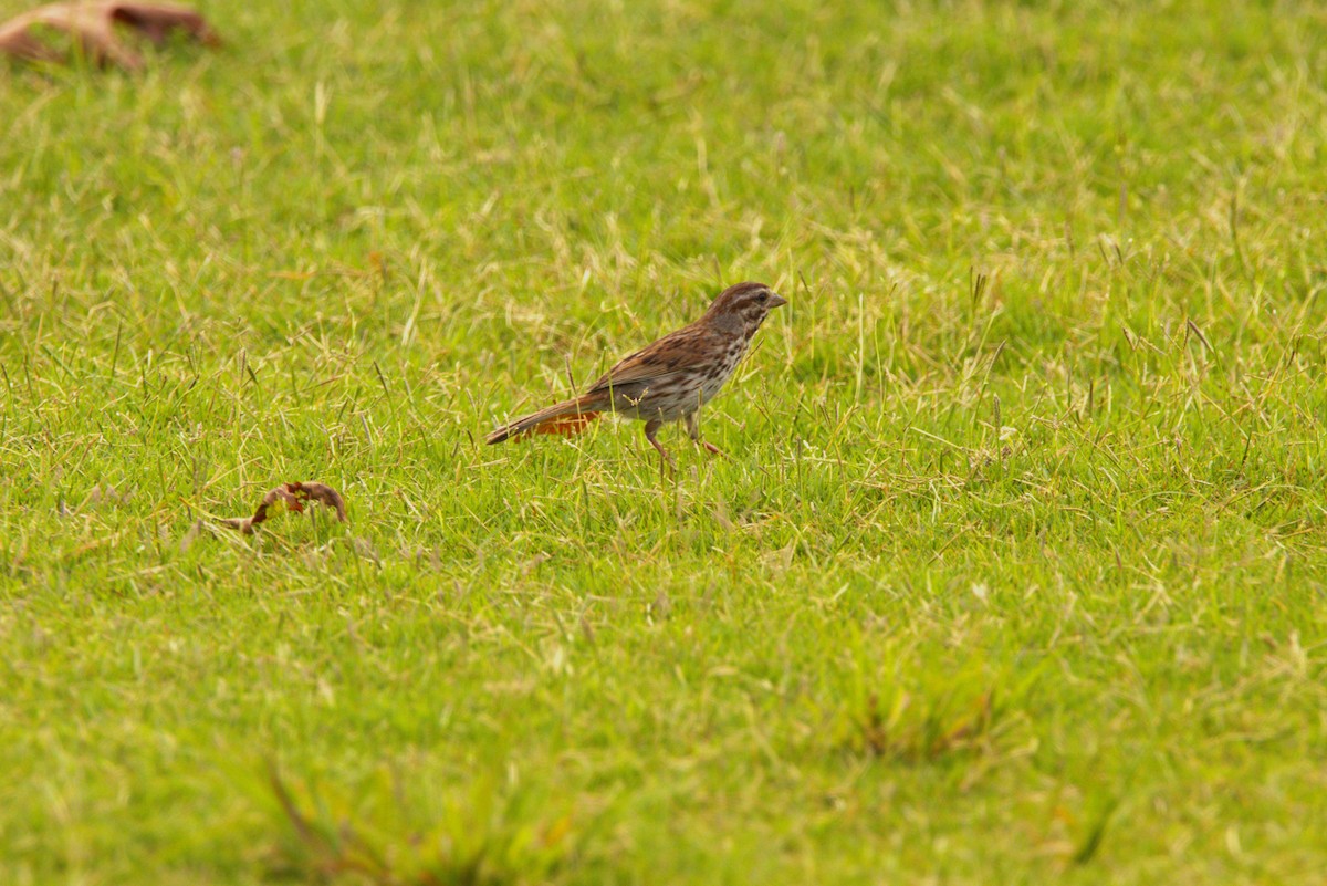 eBird Checklist - 8 Jul 2023 - Choccolocco Park - 14 species