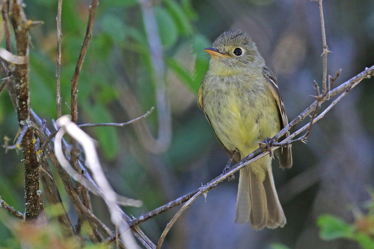 eBird Checklist - 8 Jul 2023 - Corral de Tierra--lower (MP 0-3 & Calera ...