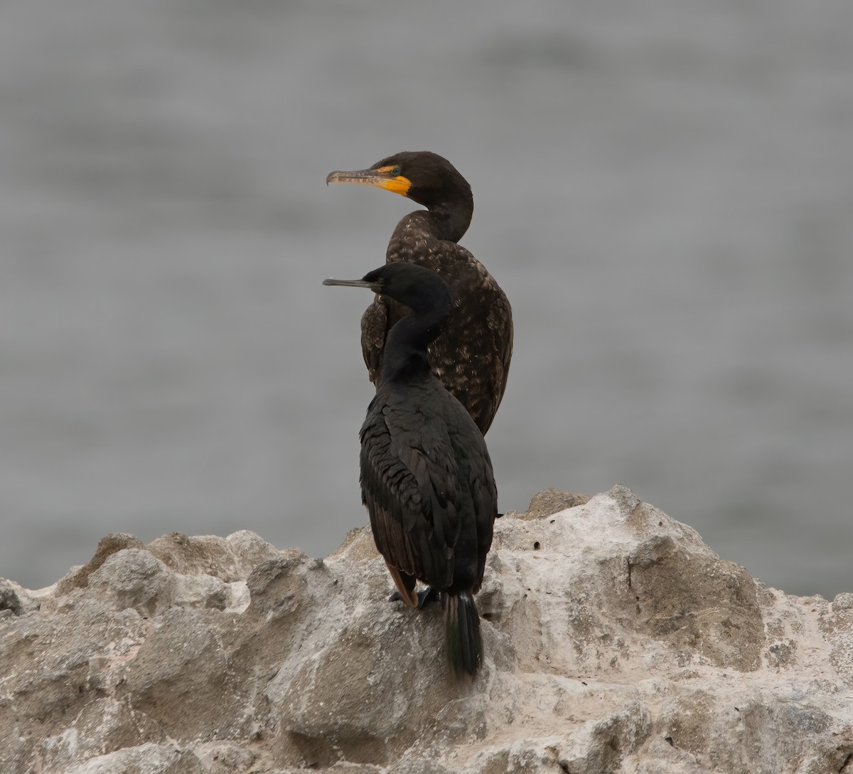 Media Search - Macaulay Library and eBird