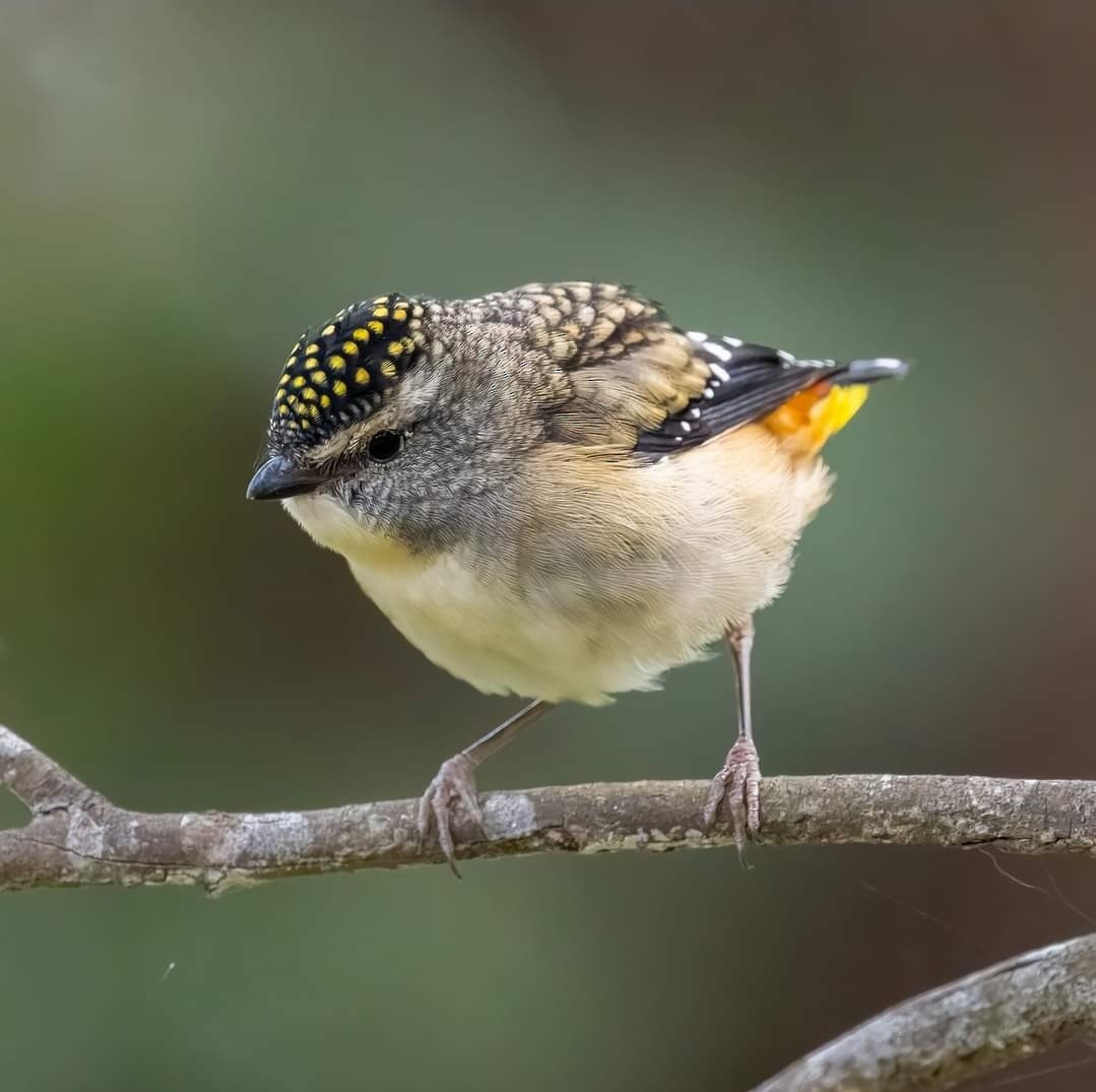 eBird Checklist - 9 Jul 2023 - Spring Mt Reserve - 18 species