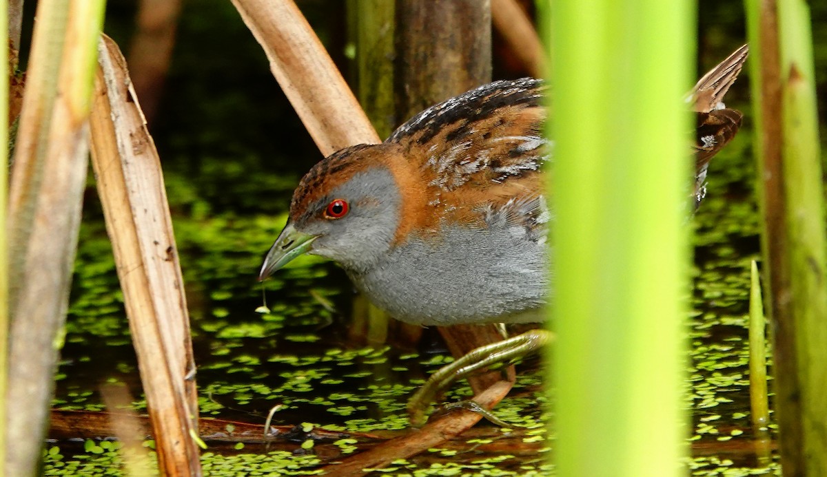 eBird Checklist - 9 Jul 2023 - Ray Rd at Vicary Rd (Mareeba) - 27 species
