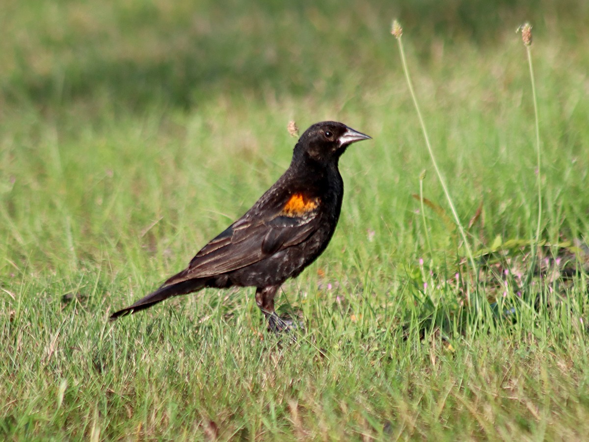 eBird Checklist - 9 Jul 2023 - Resurrection Cemetery, Toledo - 17 species