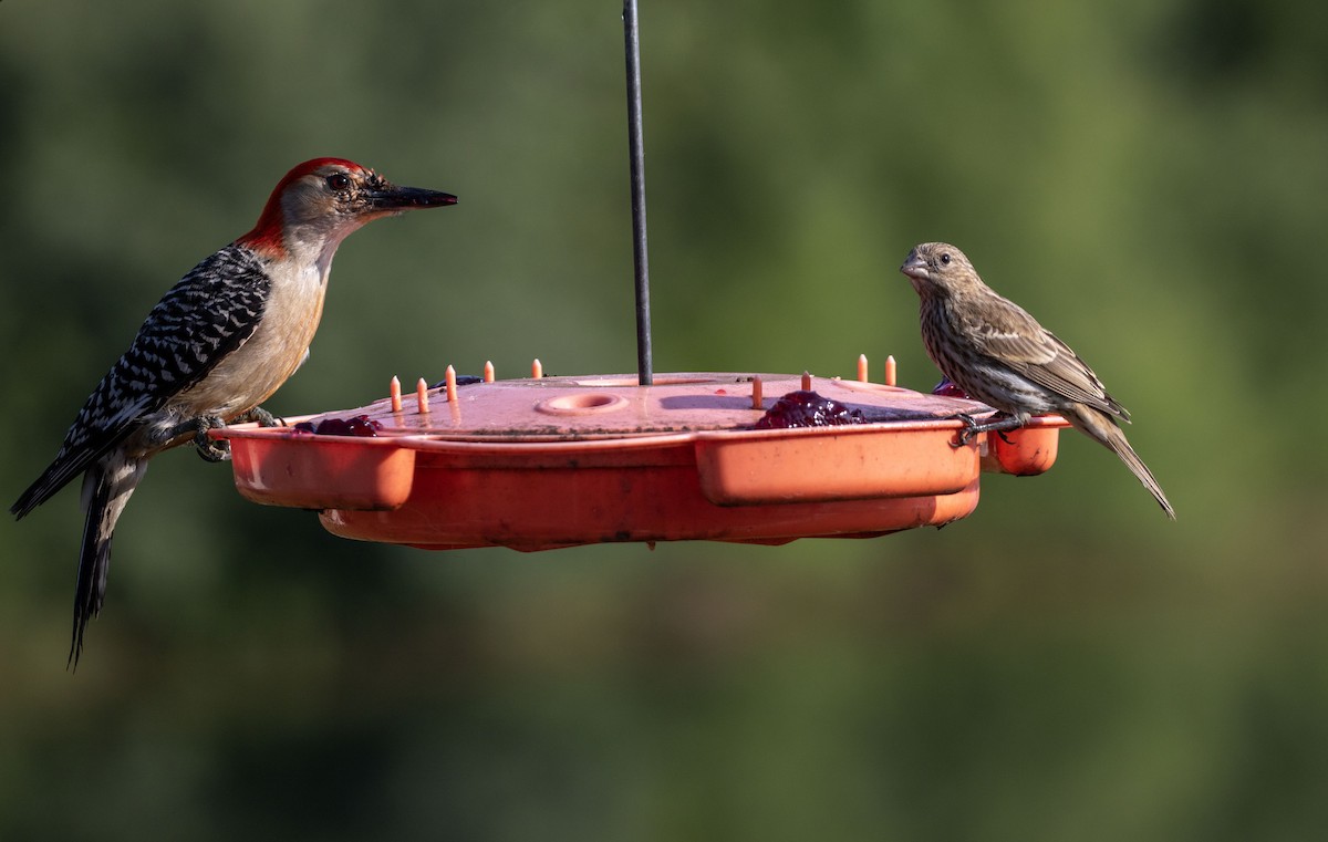 eBird Checklist - 9 Jul 2023 - 8885 Barry St, Zeeland US-MI (42.8640 ...