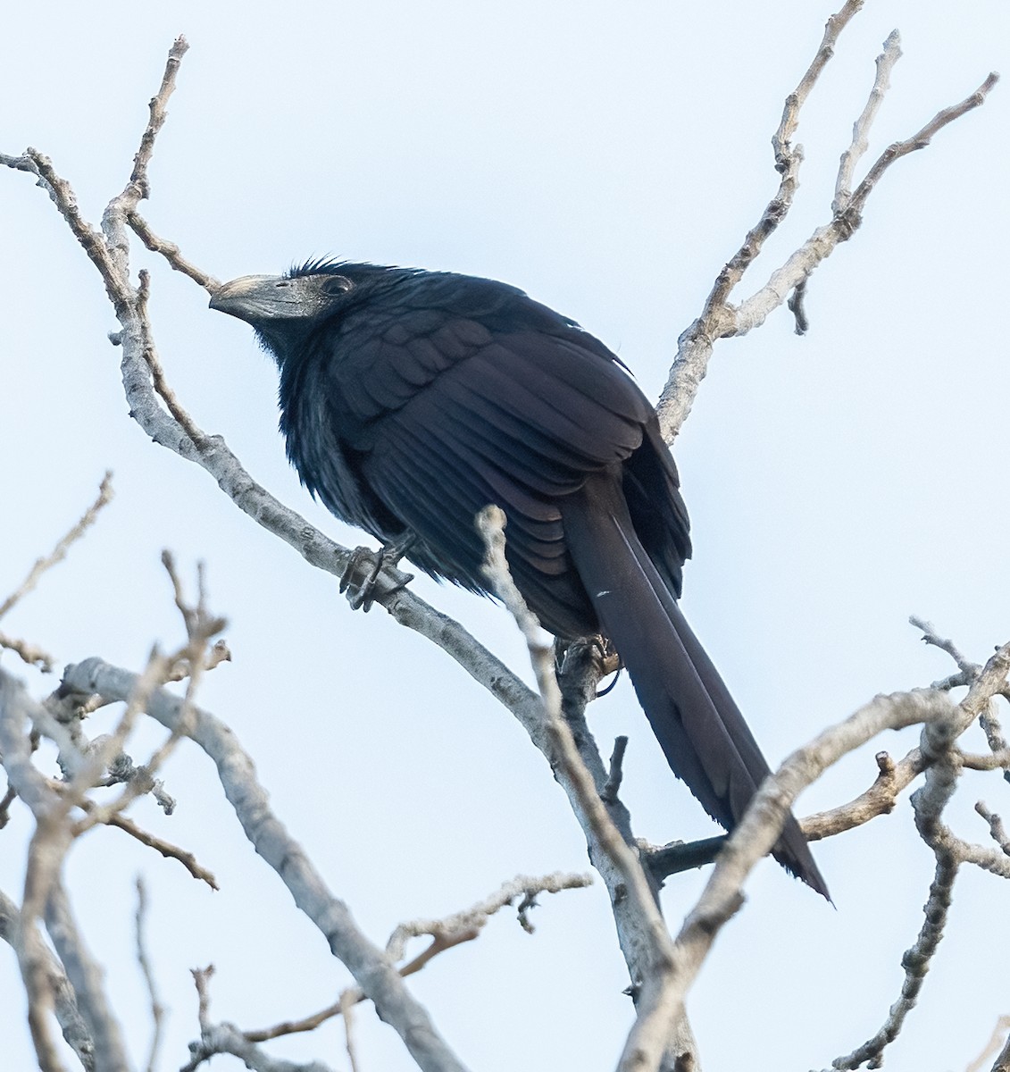 eBird Checklist - 9 Jul 2023 - Sycamore Canyon (Pajarito Mountains ...