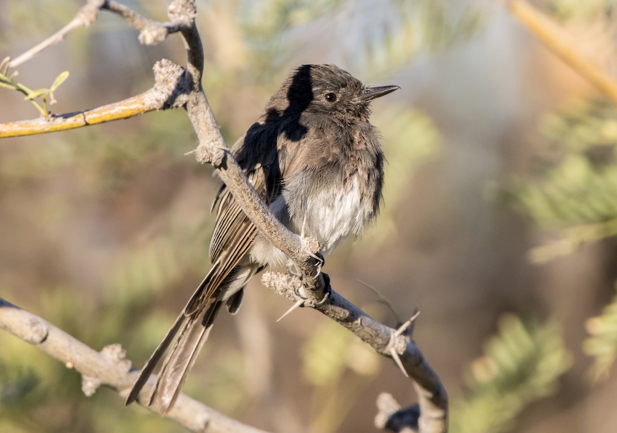 eBird Checklist - 9 Jul 2023 - Big Morongo Canyon Preserve & Covington ...