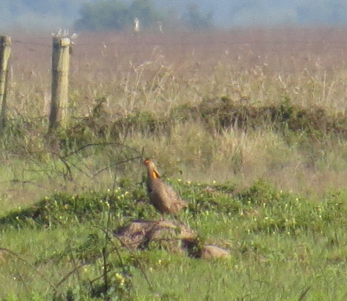 eBird Checklist - 8 Apr 2017 - Attwater Prairie Chicken NWR--N ...