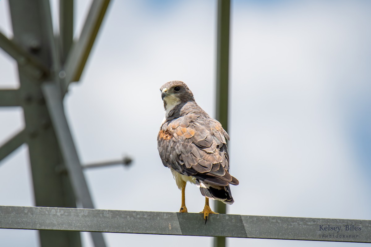 Media Search - Macaulay Library and eBird