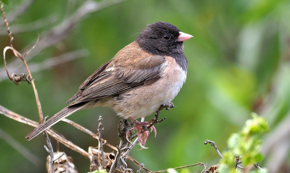 eBird Checklist - 3 Jul 2023 - Natural Bridges SB - 39 species (+1 ...