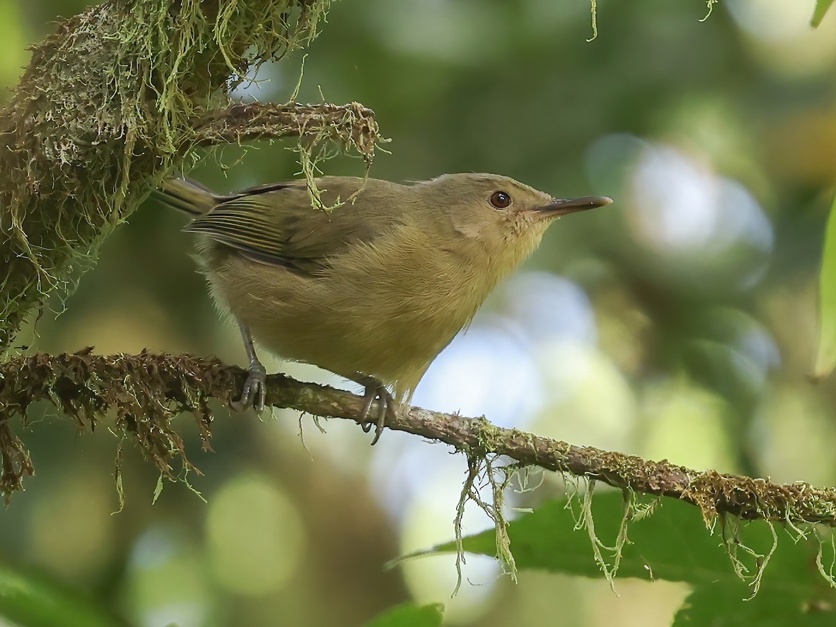 Moheli Brush-Warbler - Nesillas mariae - Birds of the World