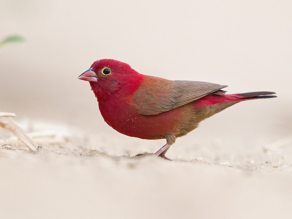 Red-billed Firefinch - Lagonosticta senegala - Birds of the World