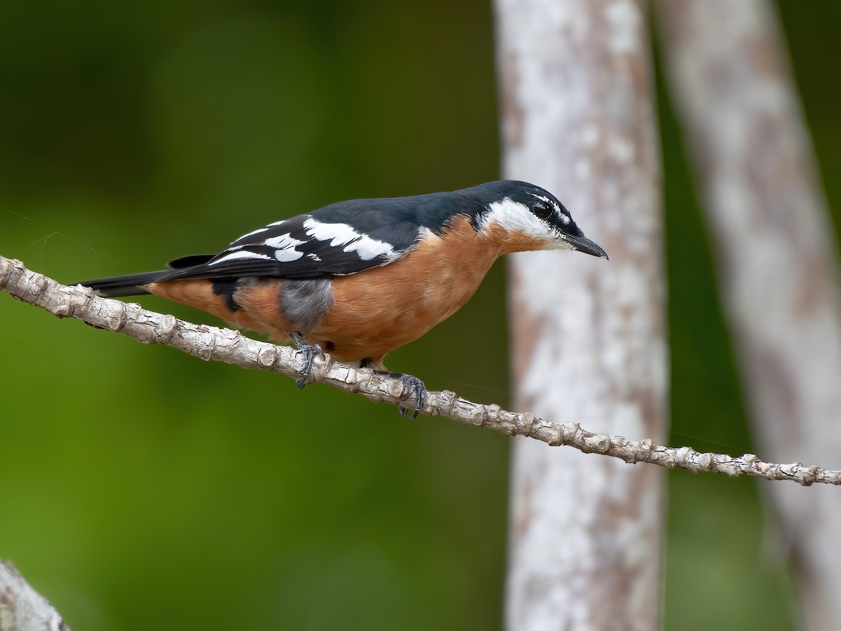 Rufous-bellied Triller - Lalage aurea - Birds of the World