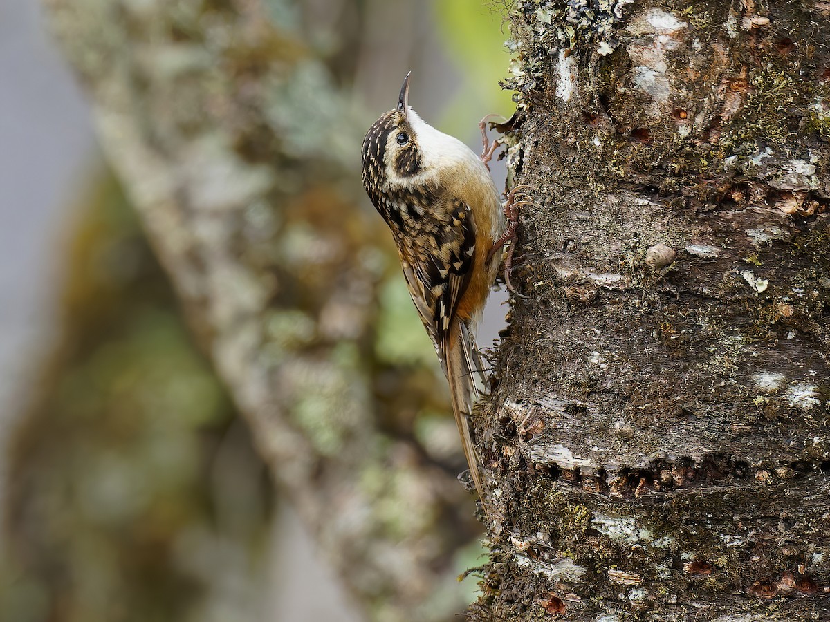 Rusty-flanked Treecreeper - Certhia nipalensis - Birds of the World