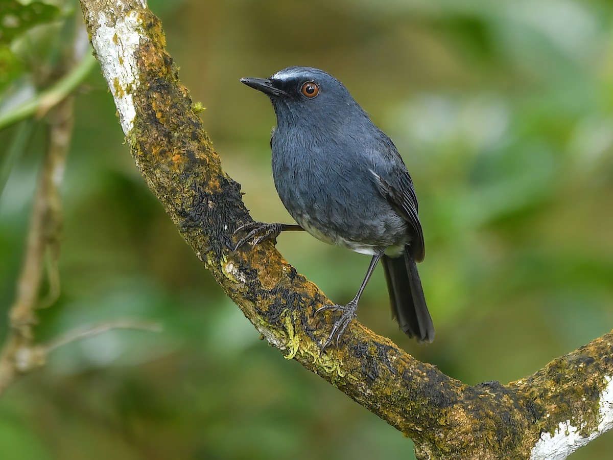 White-bellied Sholakili - Sholicola albiventris - Birds of the World