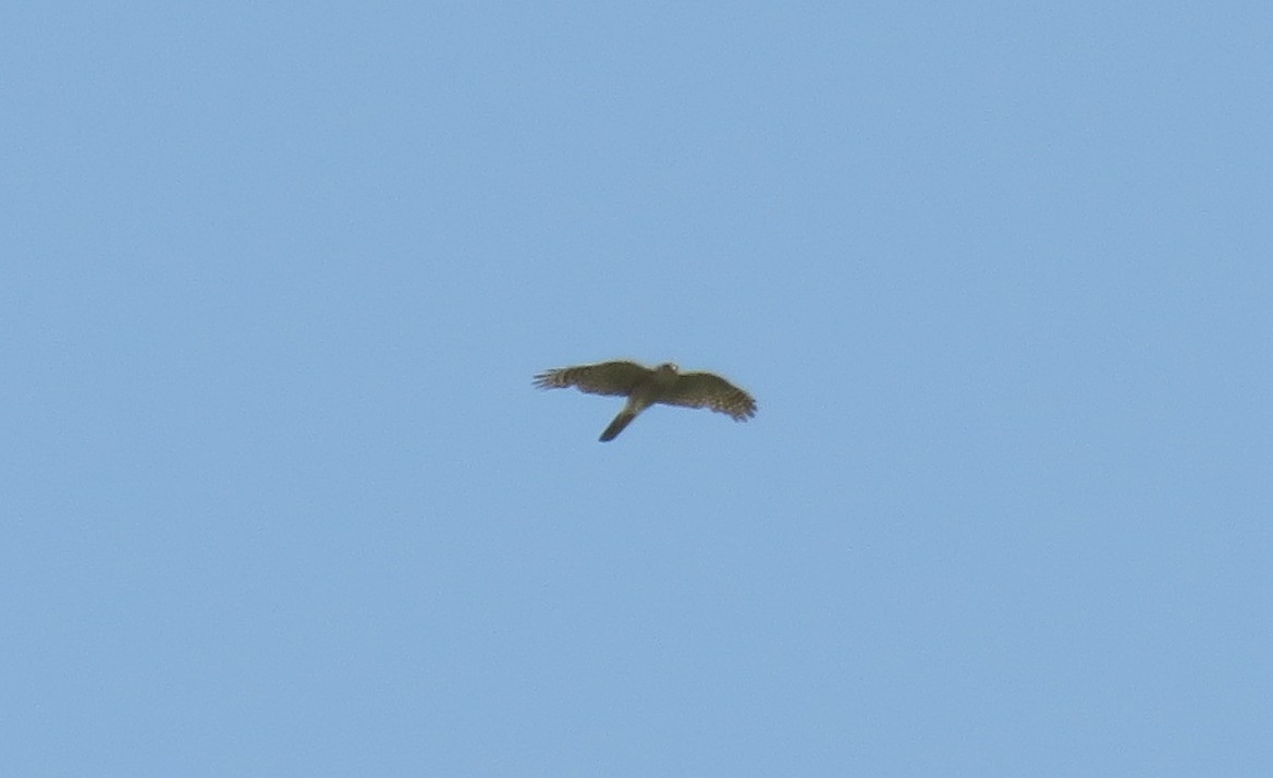 eBird Checklist - 3 Jun 2023 - Mt. Meron Horvat Hamama campsite הר ...