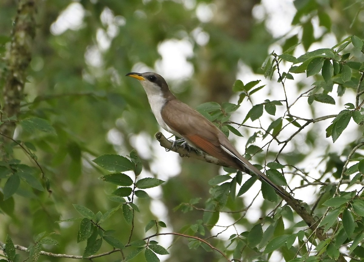 eBird Checklist - 9 Jul 2023 - Carlos Lake - 18 species