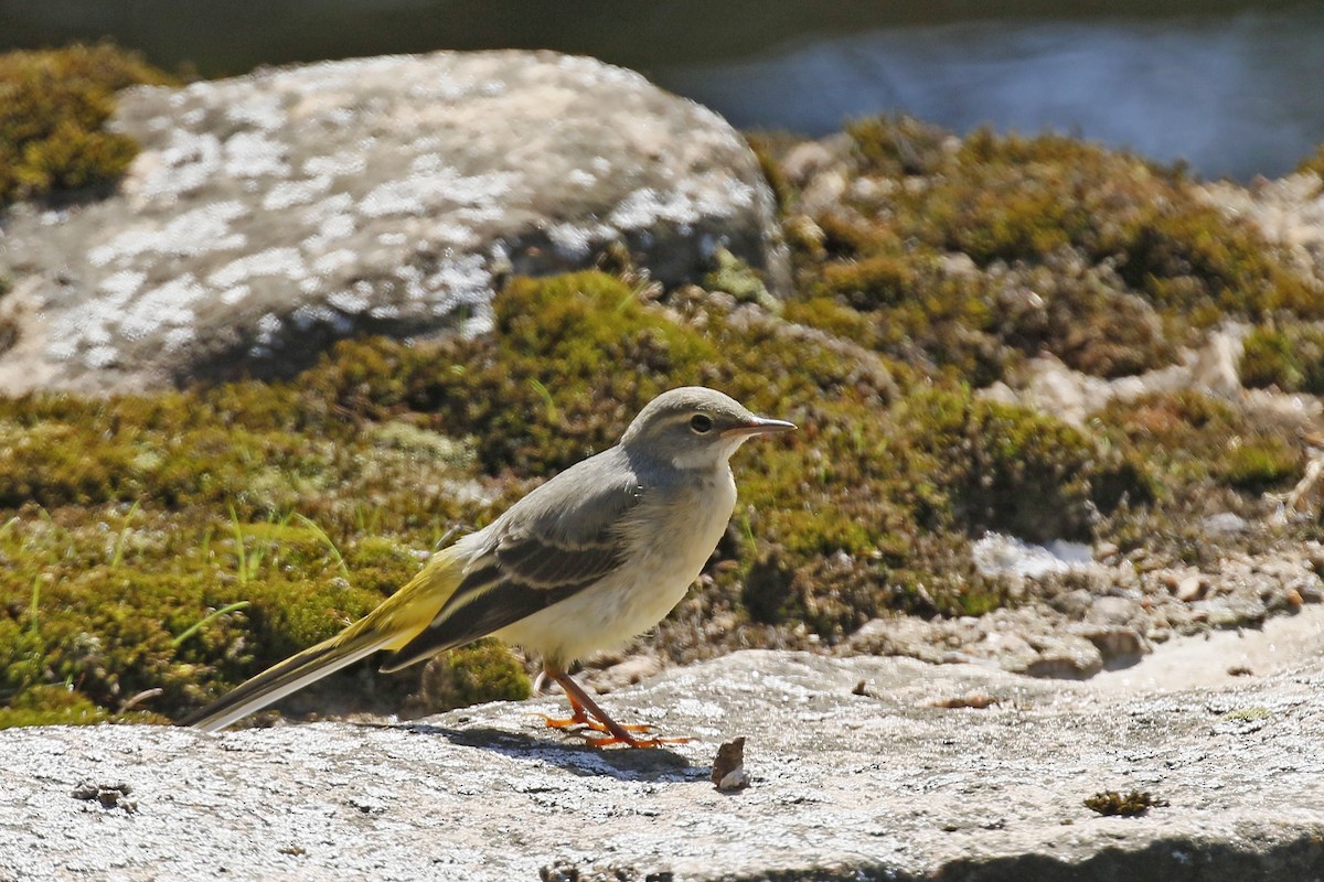 Media Search - Macaulay Library and eBird