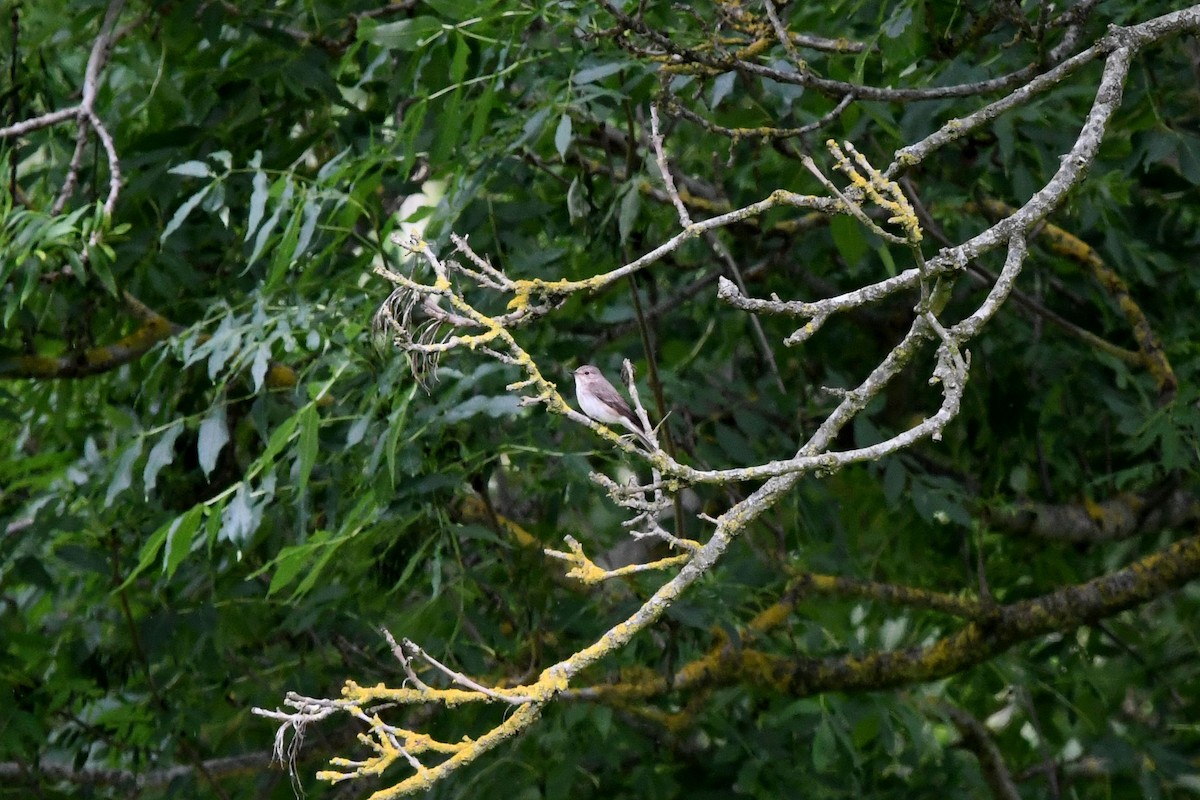 eBird Checklist - 8 Jul 2023 - Regaby Veg - 1 species