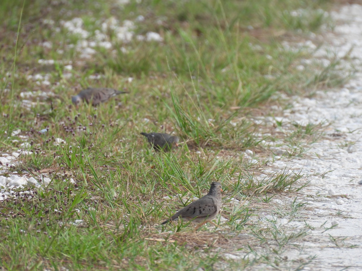 eBird Checklist - 10 Jul 2023 - Conner Preserve - 25 species