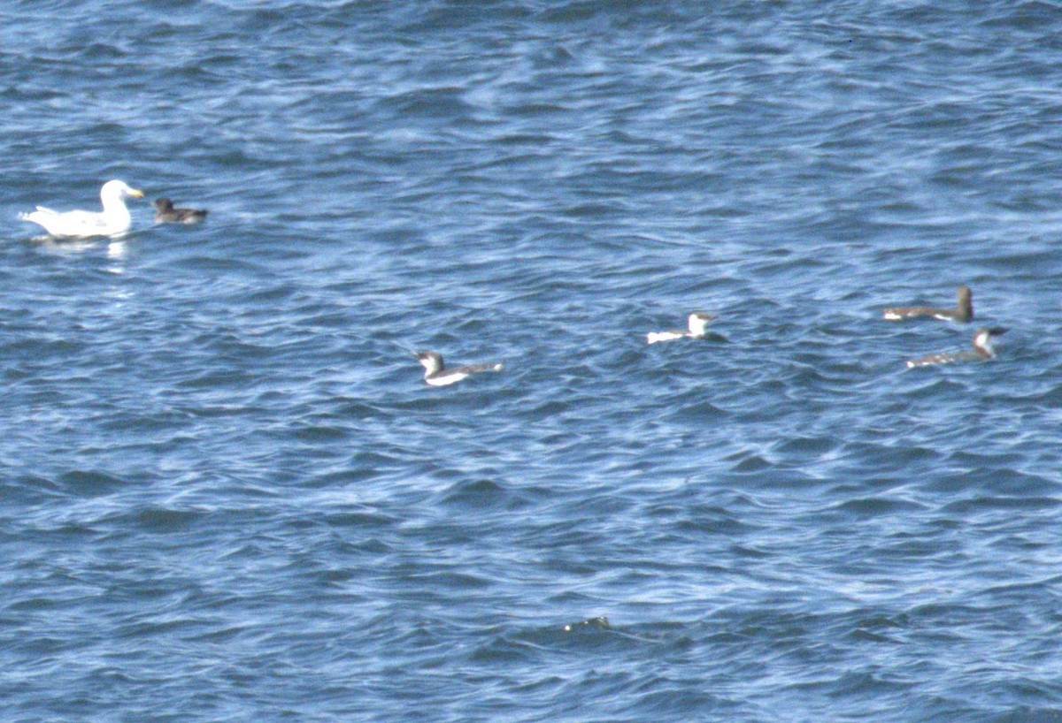 eBird Checklist - 23 Aug 2022 - Lopez Island Ferry Terminal - 22 species