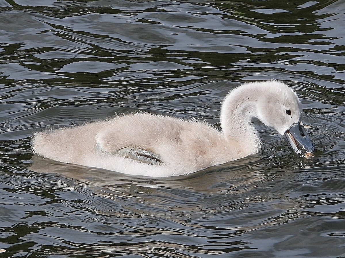 eBird Checklist - 10 Jul 2023 - Roundhay Park--Waterloo Lake - 12 ...