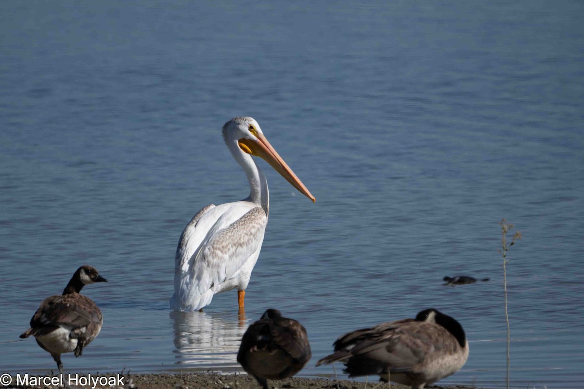 eBird Checklist - 10 Jul 2023 - Woodland/Davis WTP - 37 species