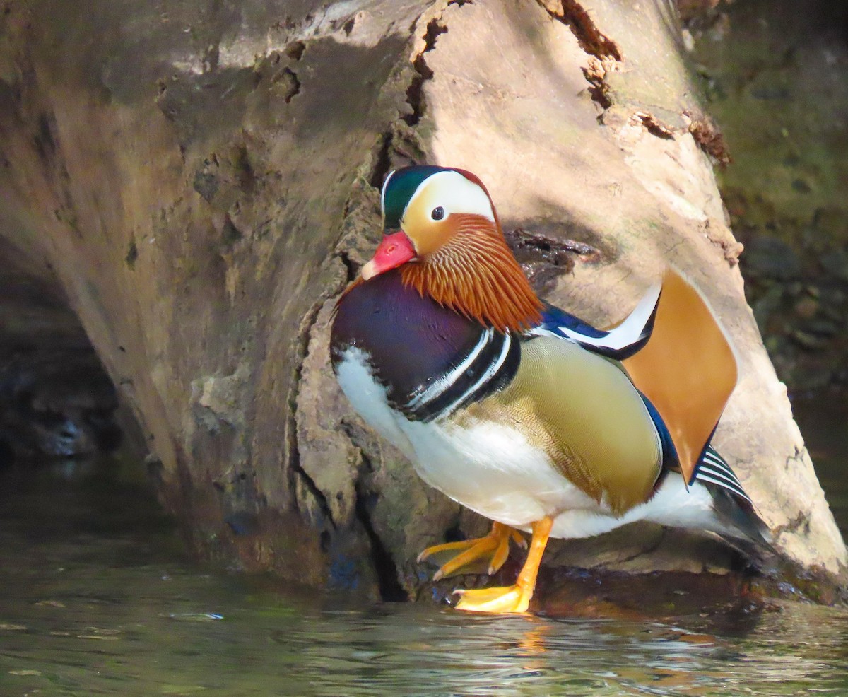 eBird Checklist - 10 Jul 2023 - Lago de Regatas - 13 species