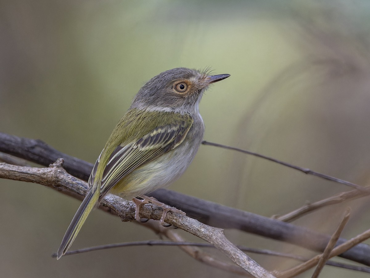 Pale-eyed Pygmy-Tyrant - Atalotriccus pilaris - Birds of the World